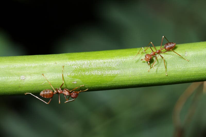 Ants Walk Around on Ropes and Clothespin Colors. Stock Image - Image of ...
