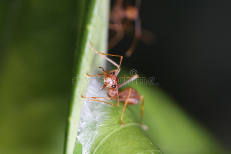 Ants Walk Around on Ropes and Clothespin Colors. Stock Image - Image of ...