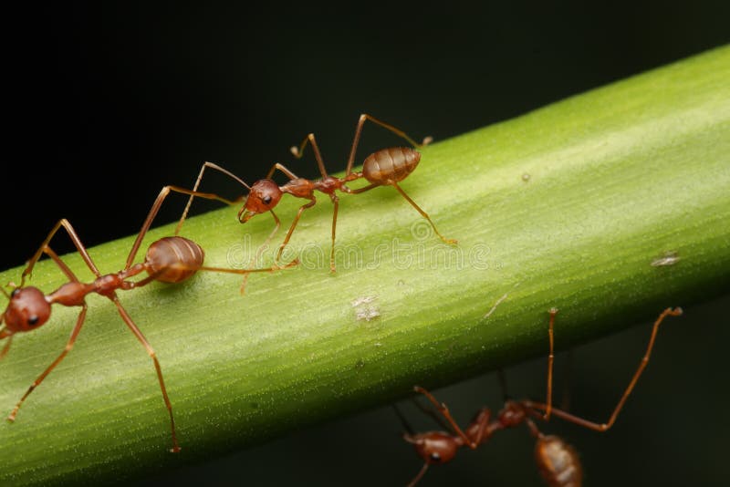 Ants Walk Around on Ropes and Clothespin Colors. Stock Image - Image of ...