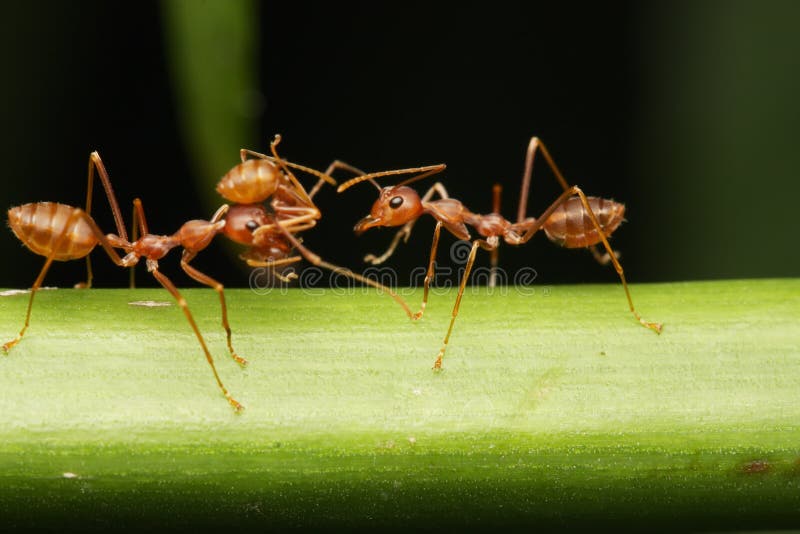 Ants Walk Around on Ropes and Clothespin Colors. Stock Image - Image of ...