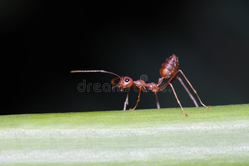 Ants Walk Around on Ropes and Clothespin Colors. Stock Image - Image of ...