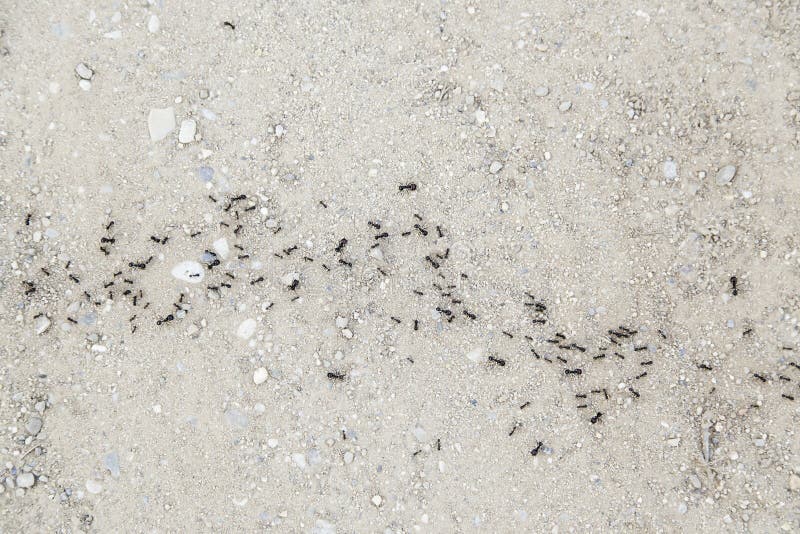 Ants walk stock image. Image of nature, fauna, line, colony - 77289917