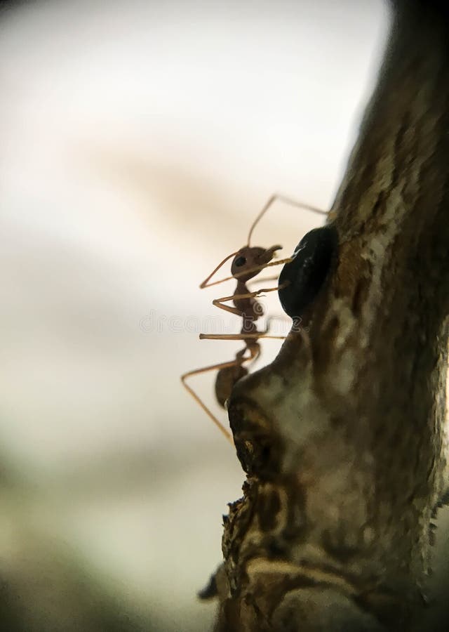 Ants Walking on Branch Tree Stock Photo - Image of eyes, group: 264667314