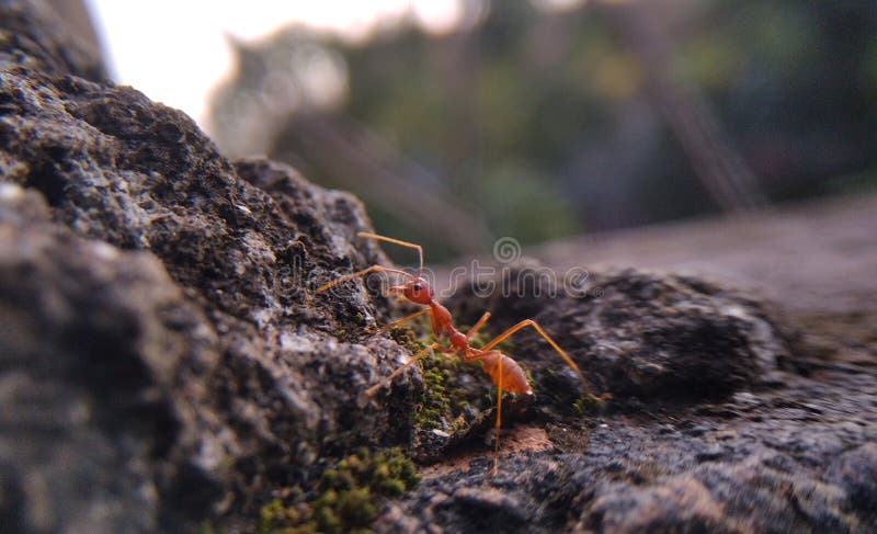 Ants on rock stock image. Image of crack, cavity, macro - 588263