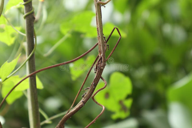 Ants Walking on Tree Branches Stock Image - Image of card, walking ...