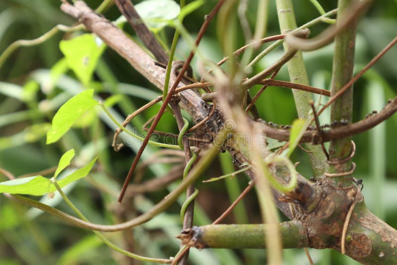 Ants Walking on Tree Branches Stock Photo - Image of leaf, jungle ...