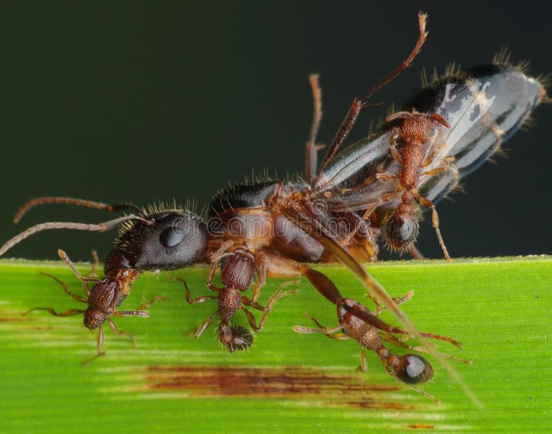 The Ants War stock image. Image of attack, ants, insect - 205567723