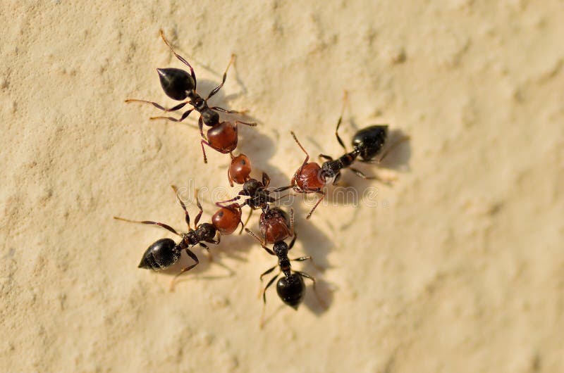 Ants war stock image. Image of insects, warrior, battle - 25207039