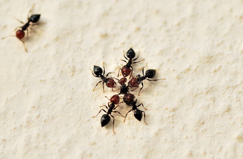Ants war stock photo. Image of danger, sting, weapons - 68759998