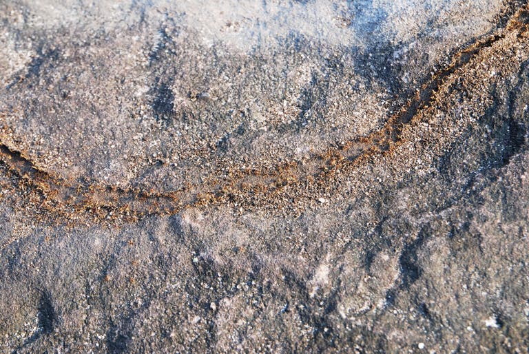 Ants way stock photo. Image of insect, direction, ants - 38190472