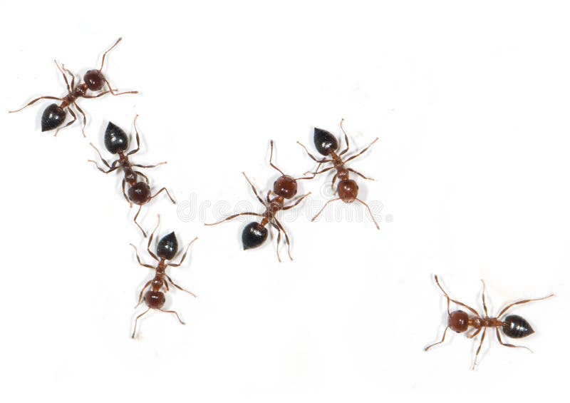 Ants on a white background stock photo. Image of working - 243356254
