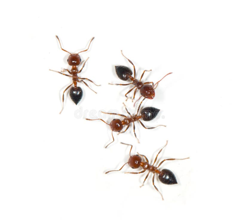 Four Ants on a White Background Stock Image - Image of black, home ...