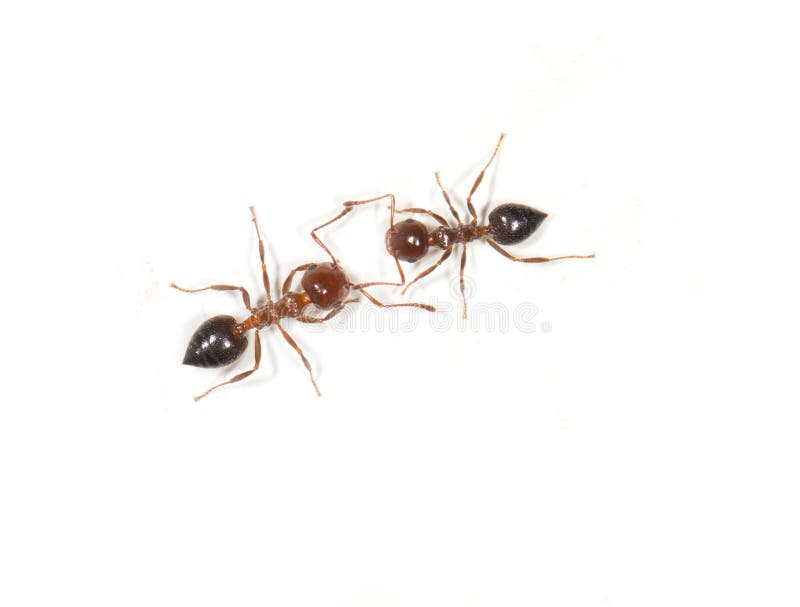 Ants on a white background stock image. Image of organization - 175362623