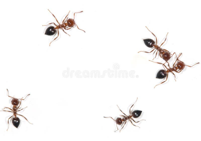 Ants on a white background stock image. Image of wild - 175362647