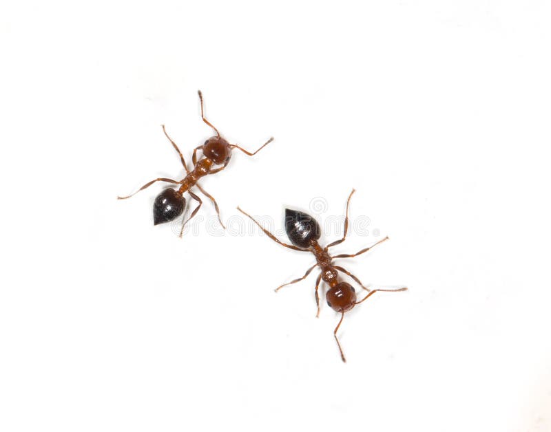 Ants on a white background stock image. Image of eyes - 175362691