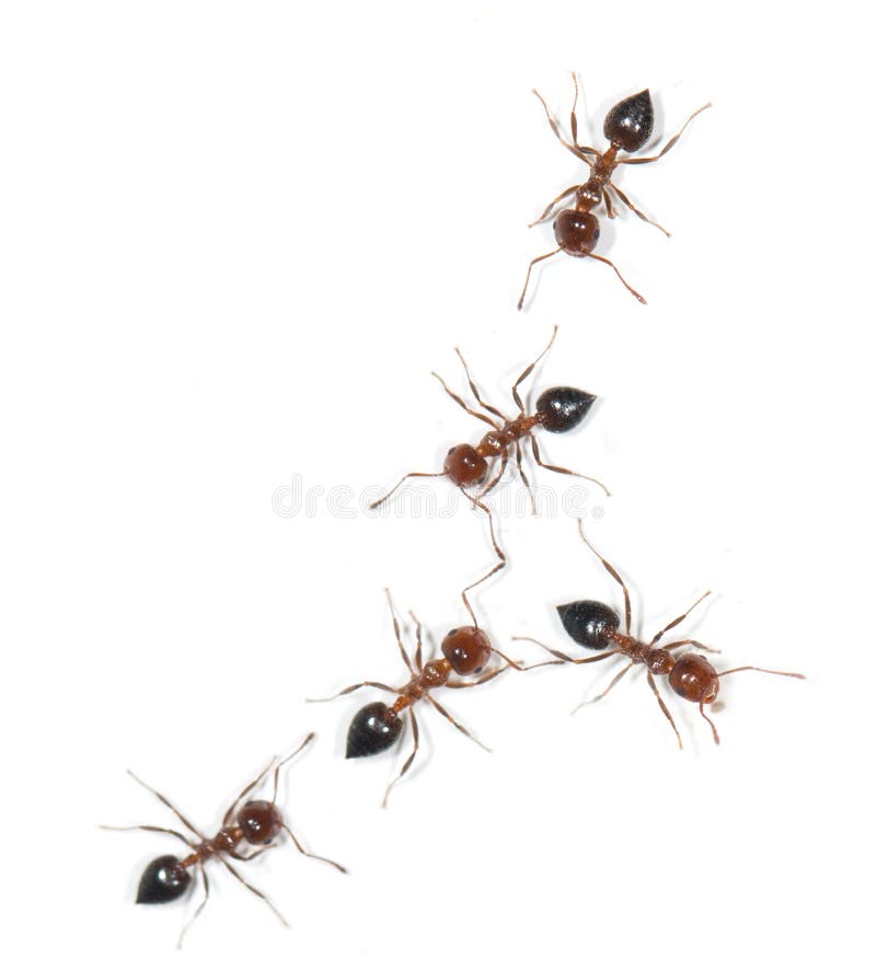 Ants on a white background stock image. Image of isolated - 219177801