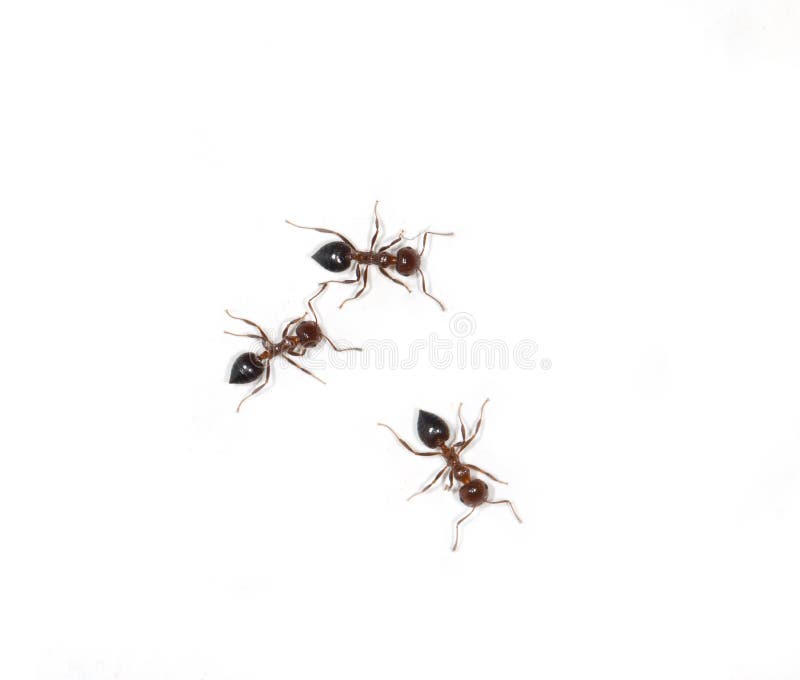 Ants on a white background stock photo. Image of background - 243356250
