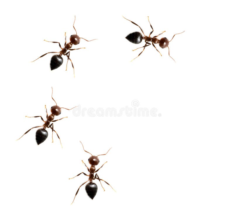 Ants queue stock photo. Image of queue, group, animals - 27960158