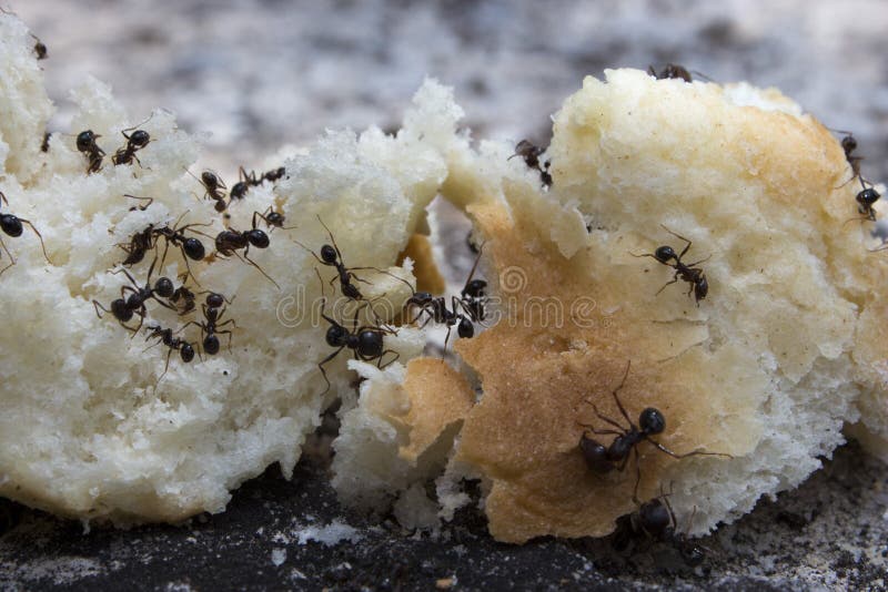 129 Ants Bread Stock Photos - Free & Royalty-Free Stock Photos from ...