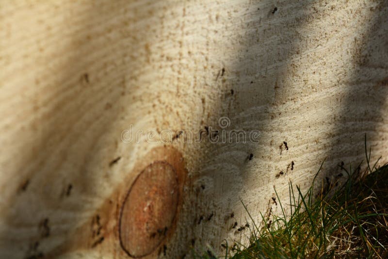 Ants on Wooden Plank. Busy Insects Teamwork Stock Image - Image of ...