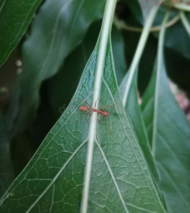 Ants at Work.ants Moving on Dark Green Leaf Backgoround Stock Image ...