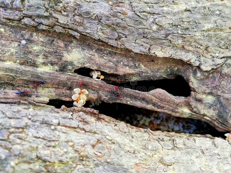 Hard working little ants stock image. Image of nature - 147936635