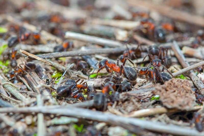Ants at work stock photo. Image of settlement, natural - 70413840