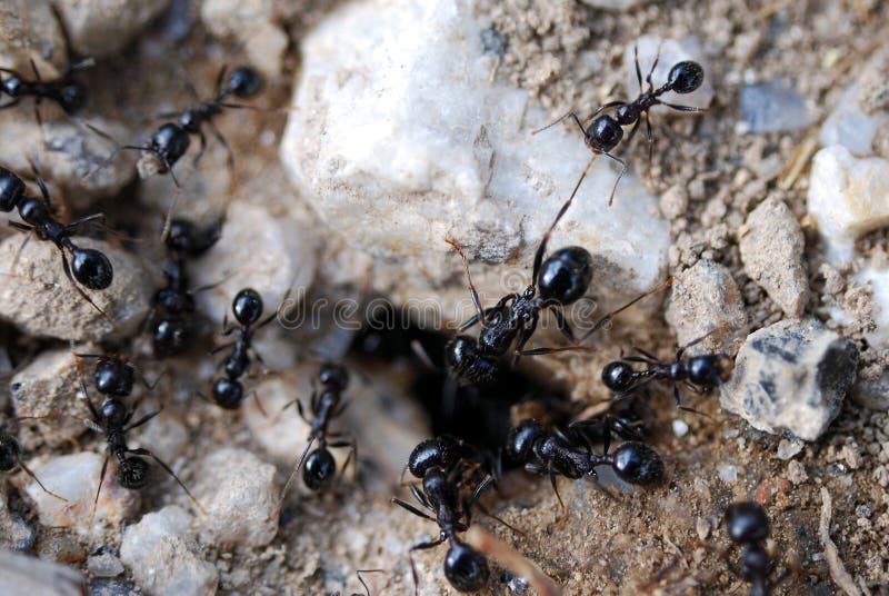 Marching ants stock image. Image of wildlife, outside, insects - 350751