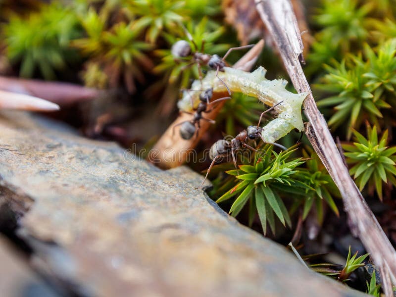 Ants Working in a Community Demonstrate Organization and Diligence in ...