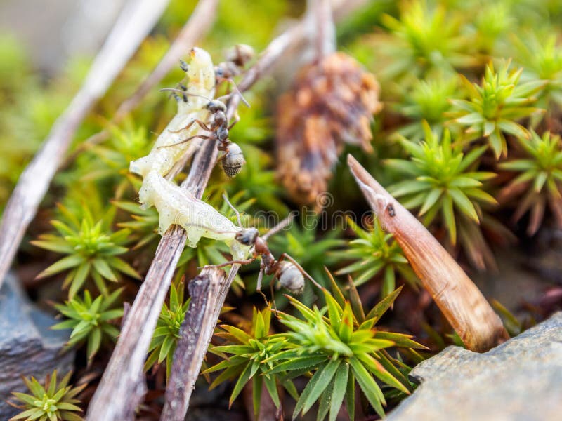 Ants Working in a Community Demonstrate Organization and Diligence in ...