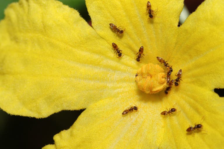 Ants working on the flower stock photo. Image of detail - 5377078