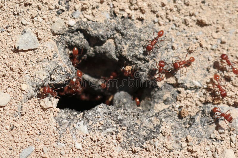 Ants stock photo. Image of group, digging, family, hole - 52436322