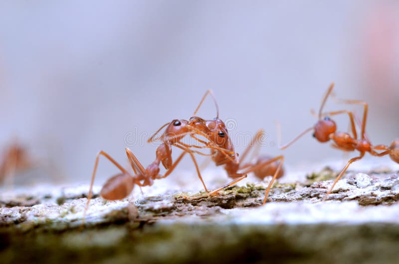 Ants stock photo. Image of working, together, insects - 105779672