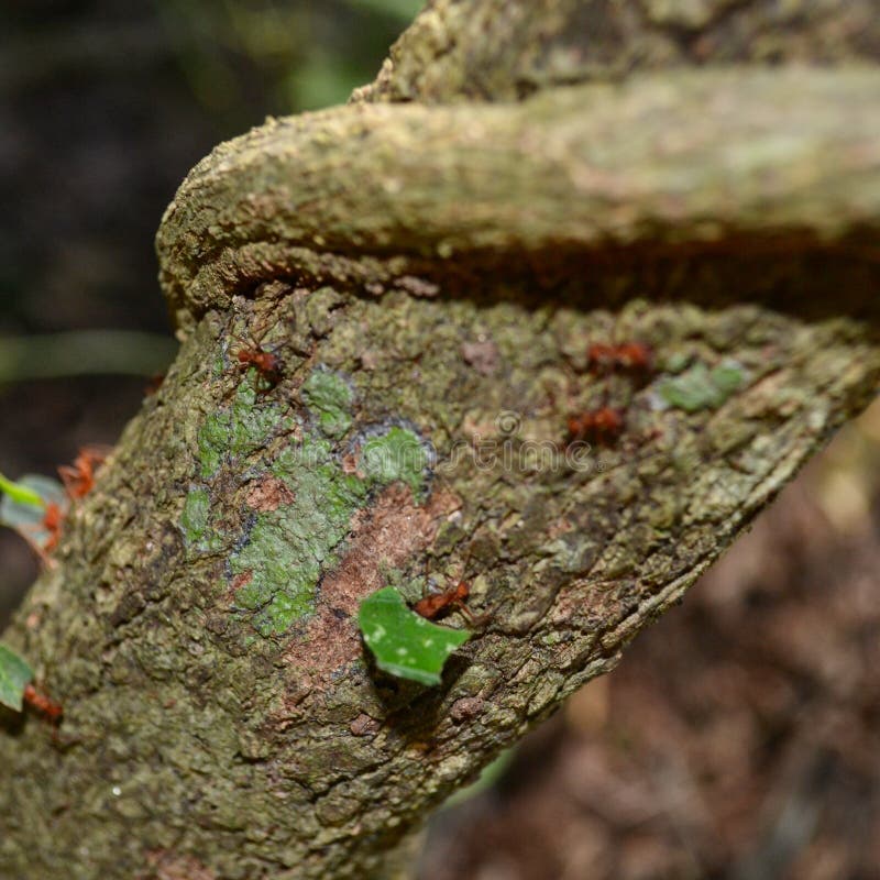 Ants working stock image. Image of working, ants, tree - 86347803