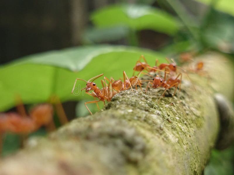 Ants stock image. Image of focus, wallpaper, zoom, face - 44526593