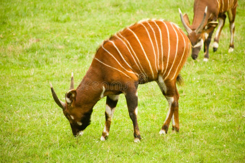 Antylopa zdjęcie stock. Obraz złożonej z antylopa, zoologiczny - 12318176