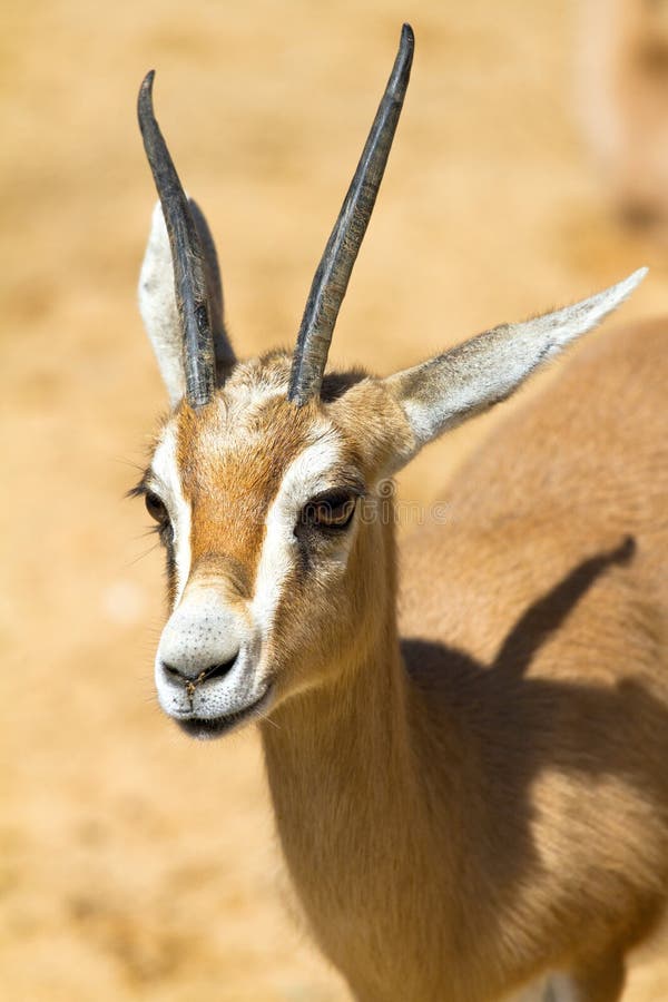 Antylopa Zdjęcia Stock - Pobierz 56,002 Zdjęcia Royalty Free