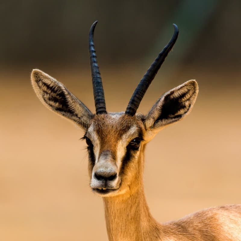 Antylopa Zdjęcia Stock - Pobierz 56,002 Zdjęcia Royalty Free