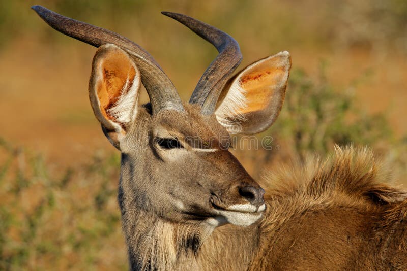 Antylopa kudu zdjęcie stock. Obraz złożonej z przezornie - 13668292