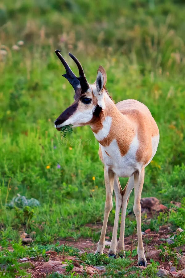 Antílope De Pronghorn Que Pasta Imagen de archivo - Imagen de animal, americano: 26470611
