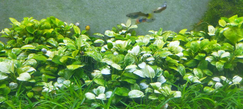 Anubias Nana Pinto stock image. Image of green, tree - 265802995