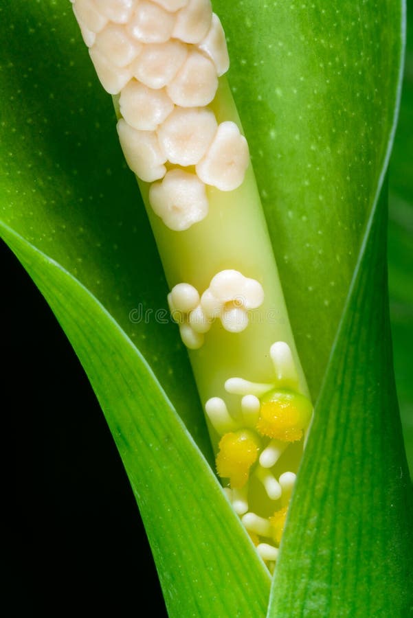 Anubias Sp., Young Complex Structure Flower of Tropical Plant in ...