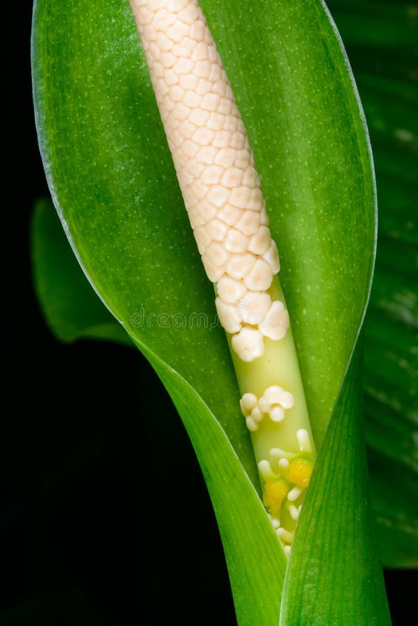 Anubias Sp., Young Complex Structure Flower of Tropical Plant in ...