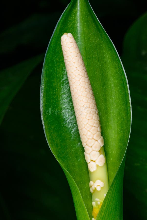 Anubias Sp., Young Complex Structure Flower of Tropical Plant in ...