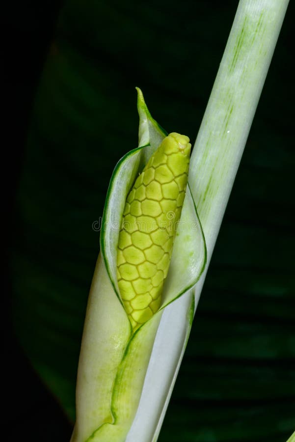 Anubias Sp., Young Complex Structure Flower of Tropical Plant in ...