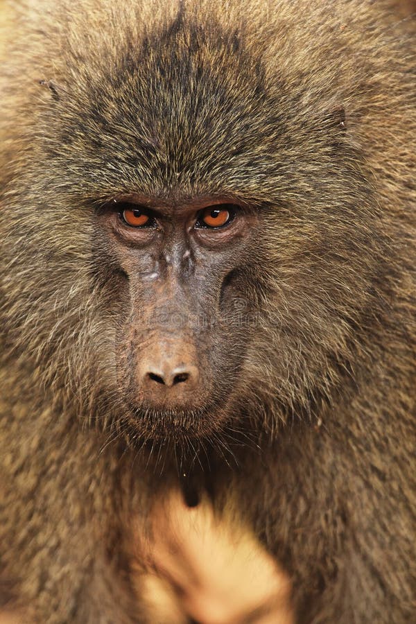Alpha Male Baboon stock photo. Image of south, alpha - 11780806