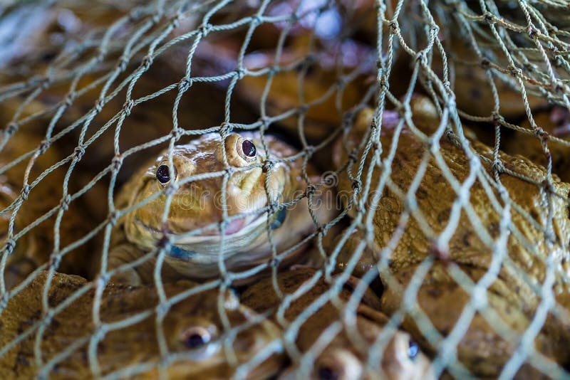 Anura,frog,Breeding frogs. stock photo. Image of anura - 92165550