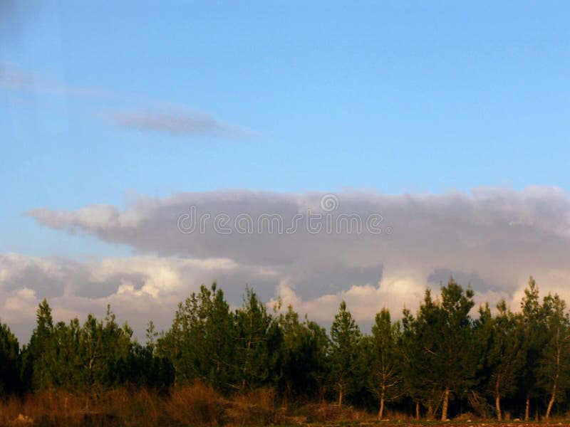 Anvil cloud over forest stock photo. Image of cloud - 272578262