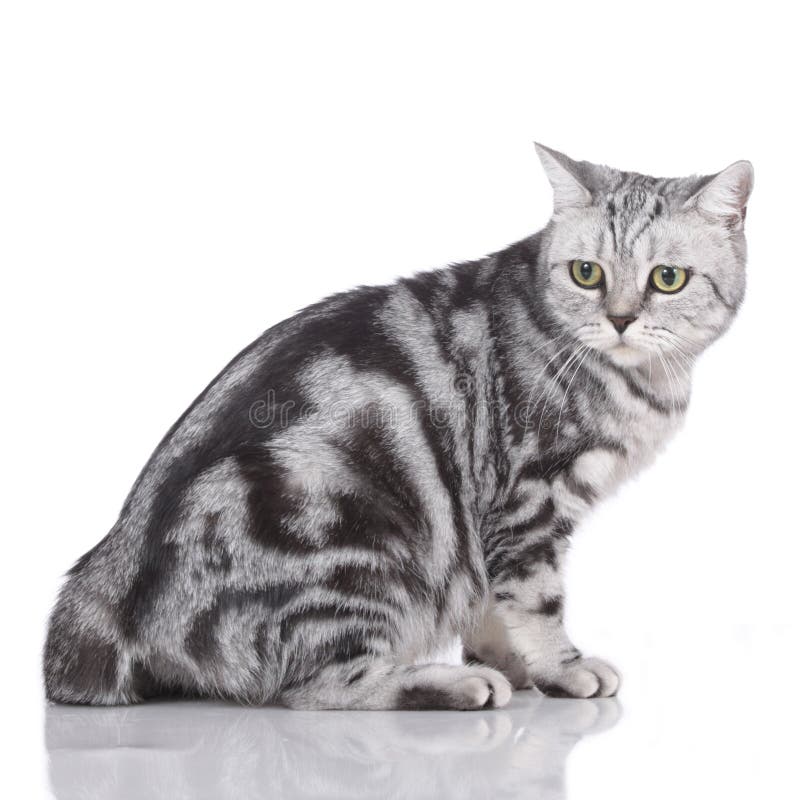 Cat sideways isolated stock photo. Image of adult, isolated - 35803634