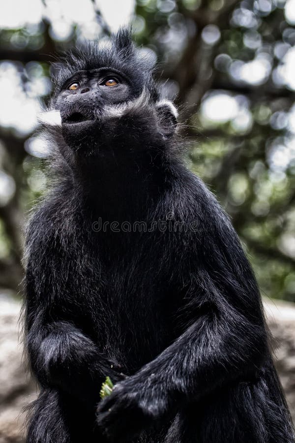 Anxious Leaf Monkey stock photo. Image of animal, primate - 42138334